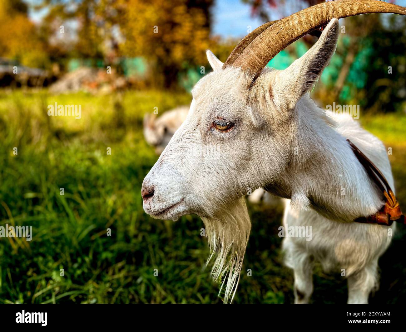 Portrait of White little goat in the village autumn time Stock Photo ...