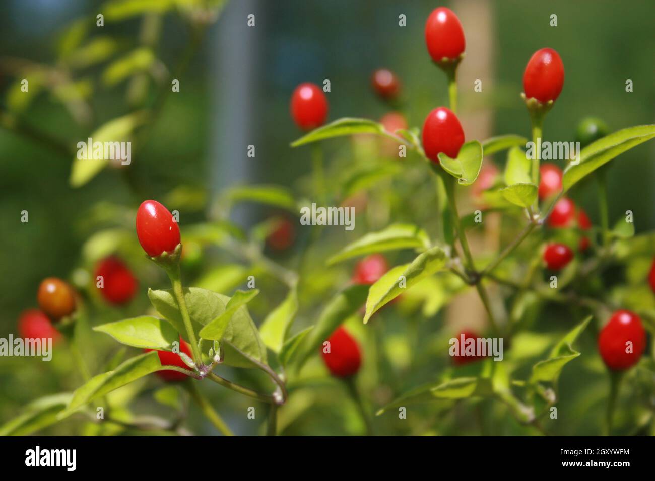 Texas Native Pepper Chiltepin Pepper Capsicum annuum var. glabriusculum ...