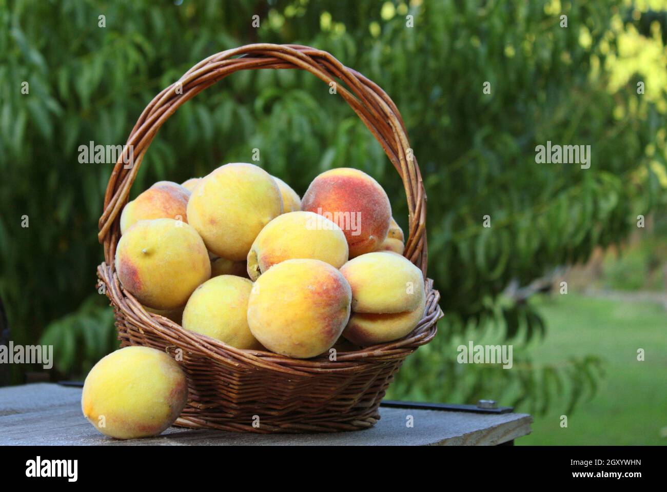Peach harvest hi-res stock photography and images - Alamy