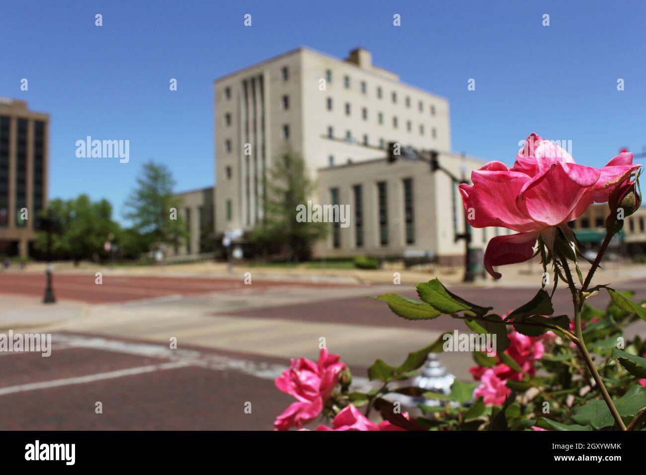 Pink Roses With Smith County Courthouse in Downtown Tyler, TX in ...