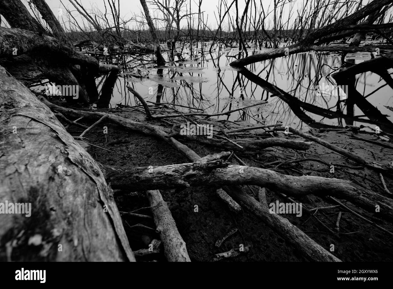 Dead tree in flooded forest. Environmental crisis from climate change ...