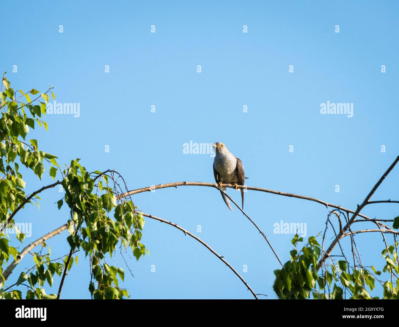 cuckoo sitting on a branch of a tree Stock Photo - Alamy