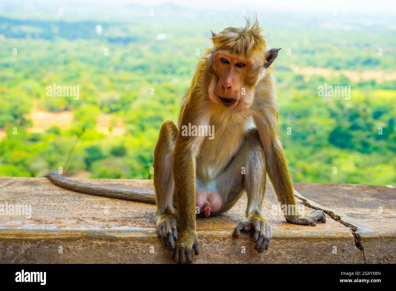Monkey (Sri Lanka Sigiriya Rock). Shooting Location: Sri Lanka Stock ...
