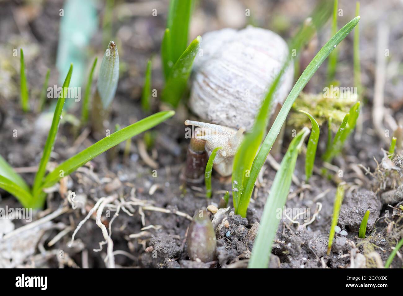 A Roman snail looks for food on the bed with some weed in garden Stock ...