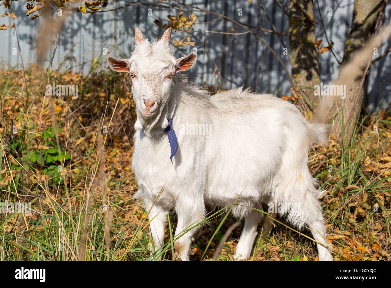 White little goat looking at the camera in the village autumn time ...