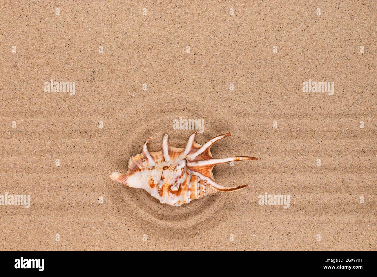 Seashell in the center of a circle made of sand. Top view Stock Photo ...