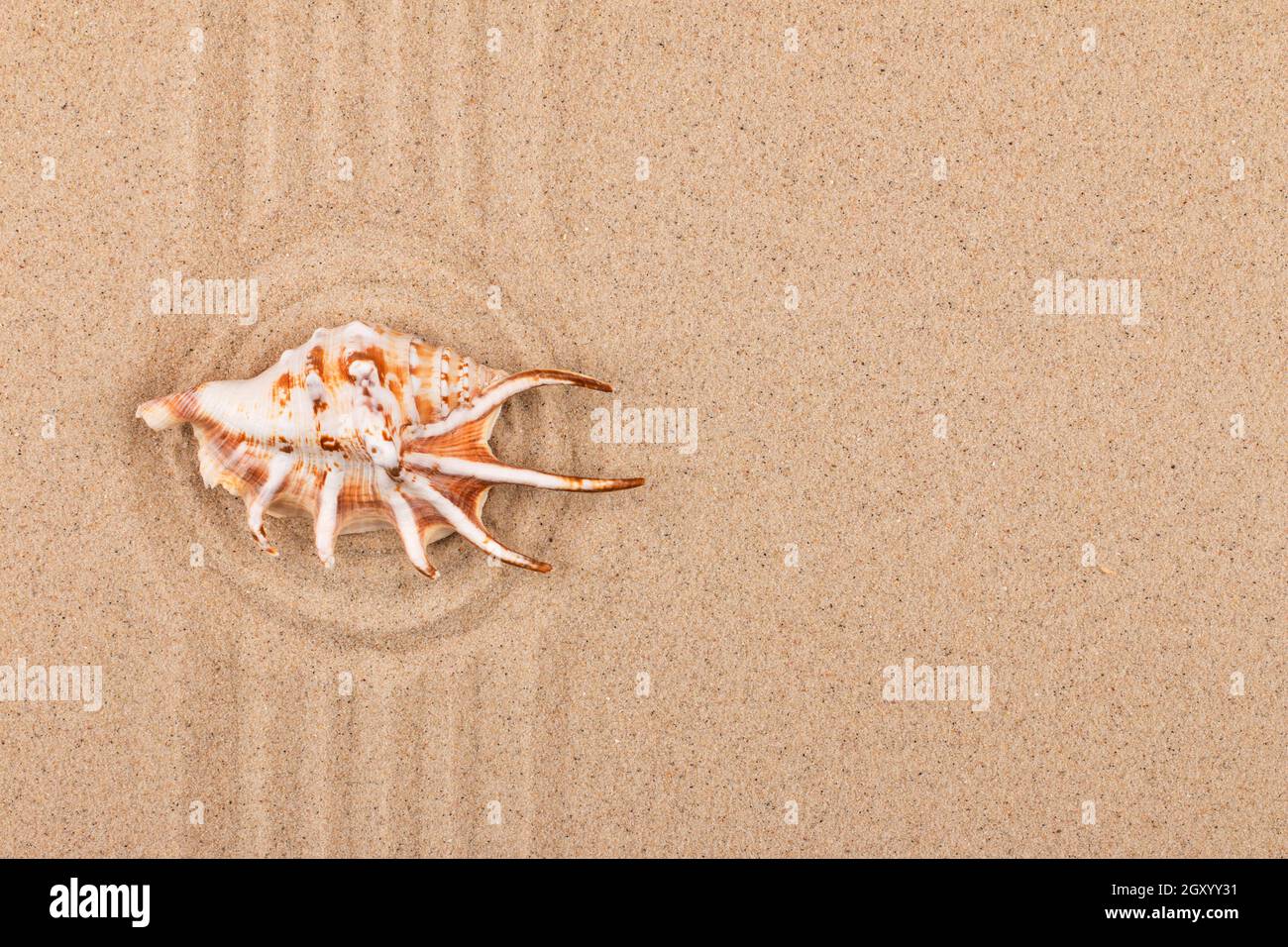 Sea shell lying in the center of a circle made of sand. With a place ...
