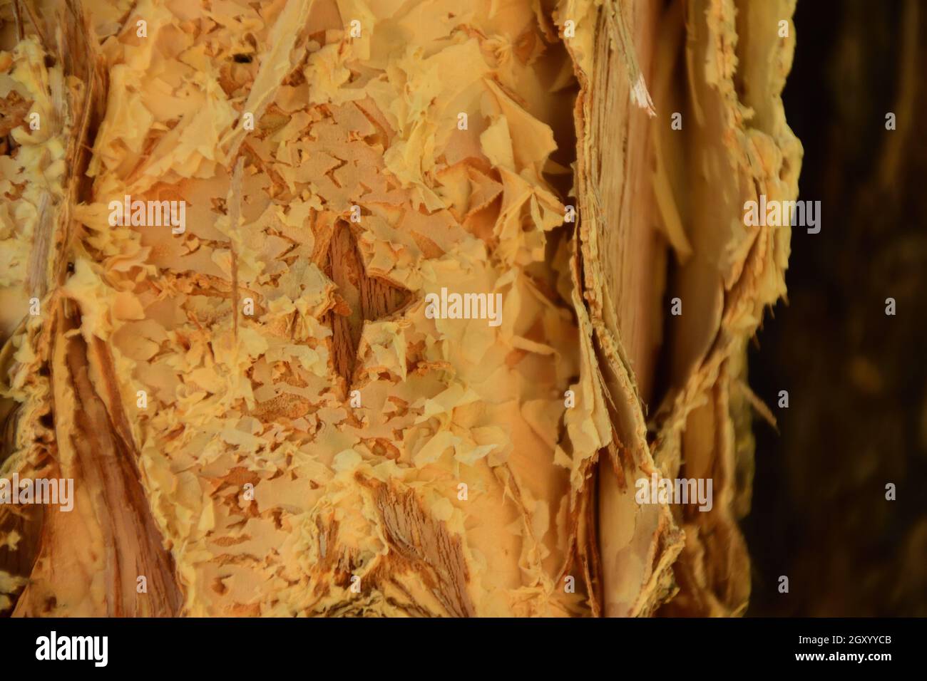 A close up of the trunk of a paperbark tree Stock Photo - Alamy