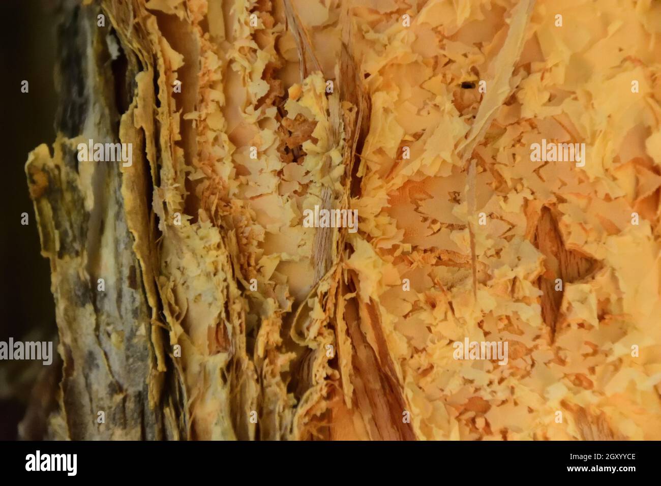 A close up of the trunk of a paperbark tree Stock Photo - Alamy
