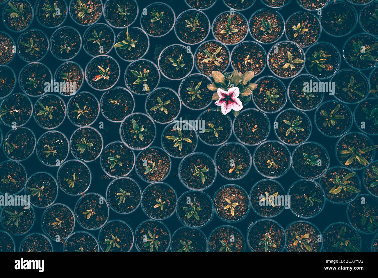 Unique growed up plant among many seedling plants. Standing out from ...