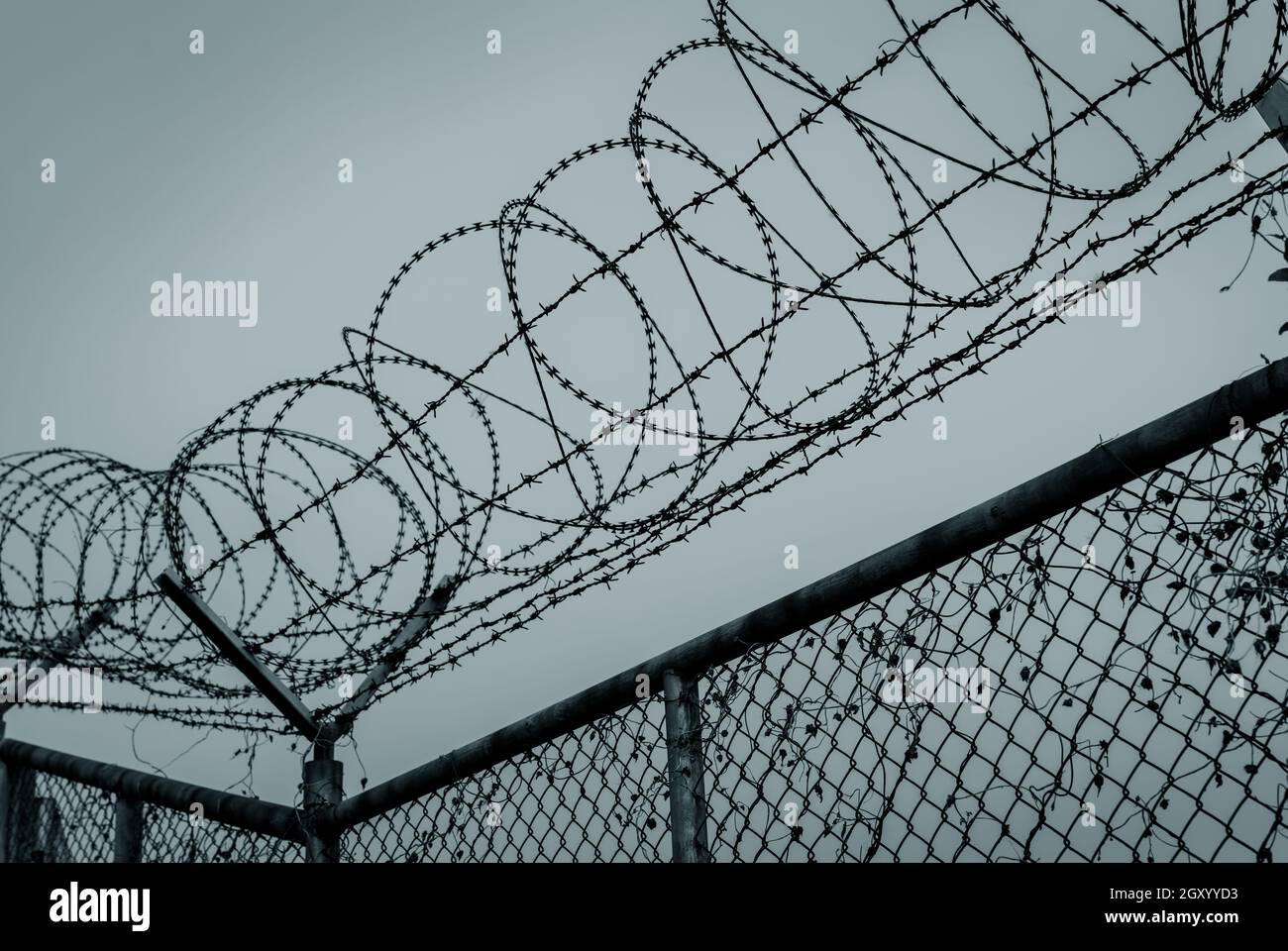 Prison security fence. Barbed wire security fence. Razor wire jail ...