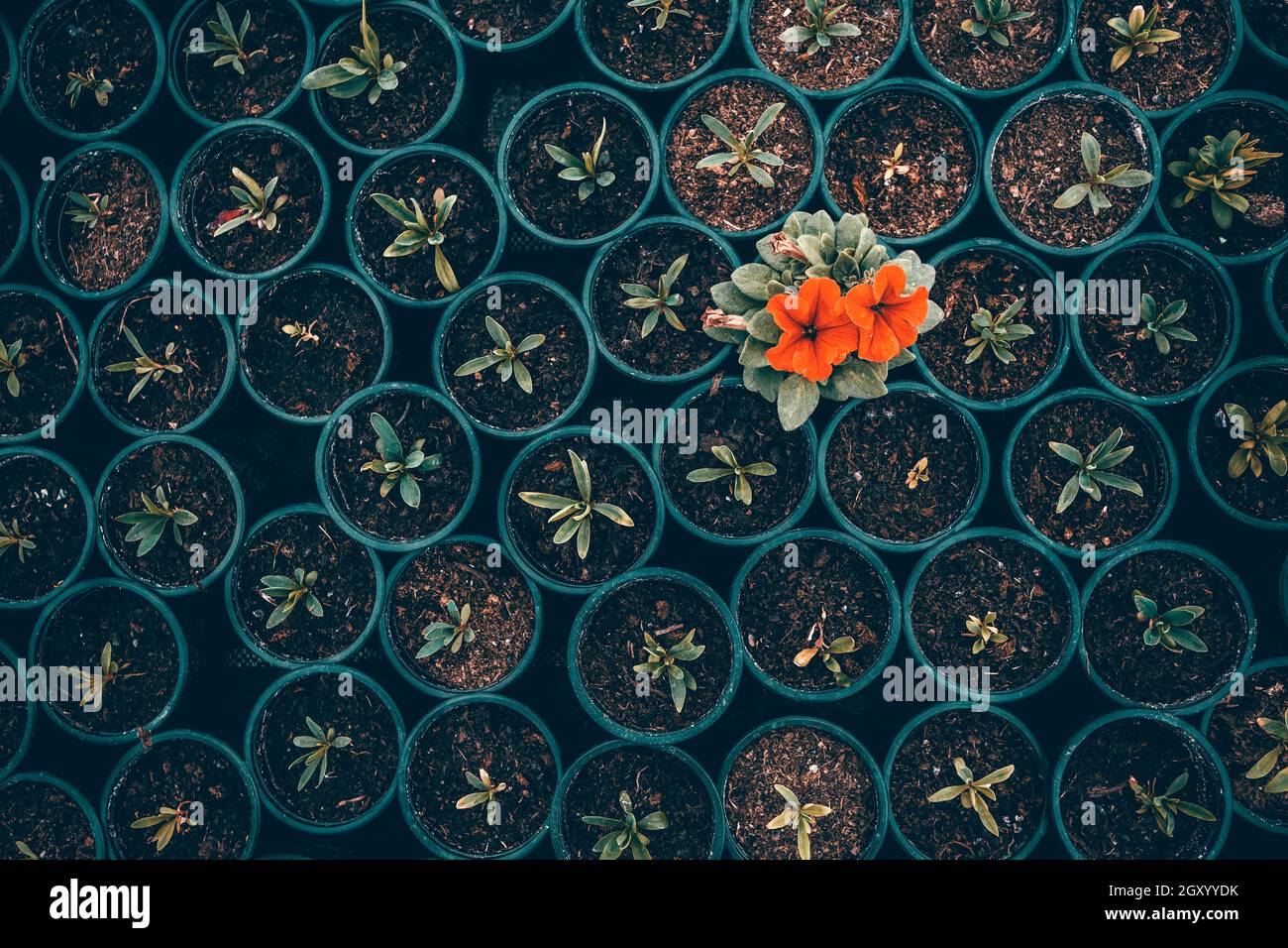 Unique growed up plant among many seedling plants. Standing out from ...