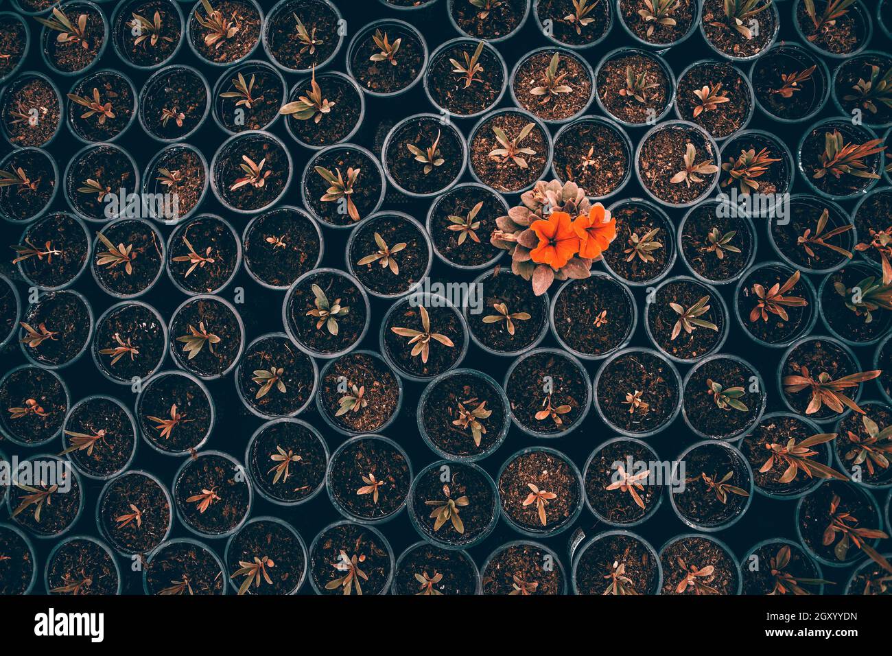 Unique growed up plant among many seedling plants. Standing out from ...