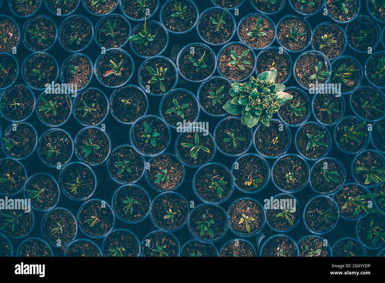 Unique growed up plant among many seedling plants. Standing out from ...