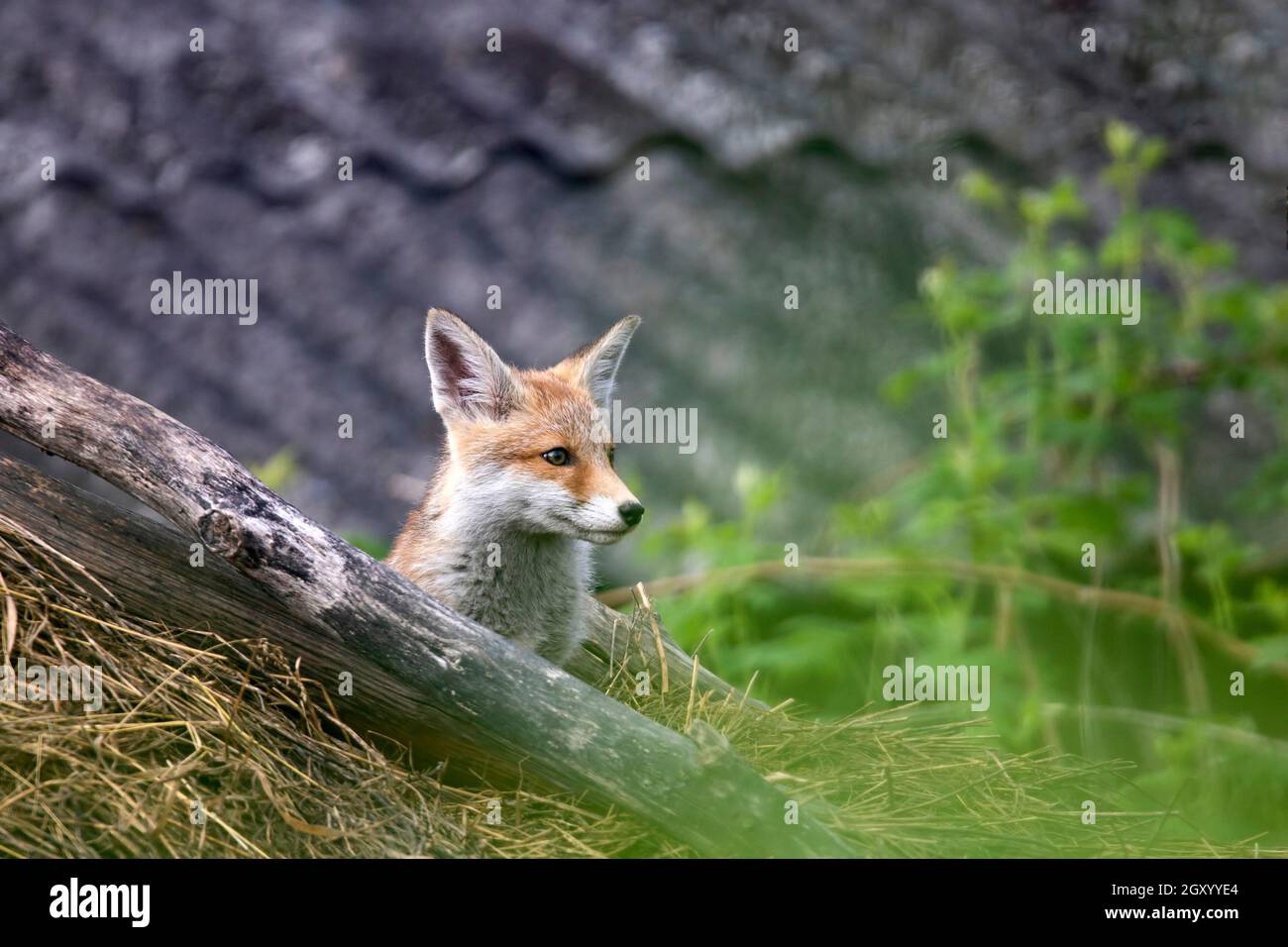 Red Fox (Vulpes vulpes) cub on a hay stack Stock Photo - Alamy