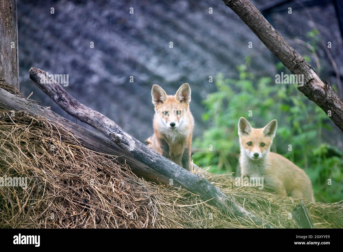 Red Fox (Vulpes vulpes) cubs on a hay stack Stock Photo - Alamy