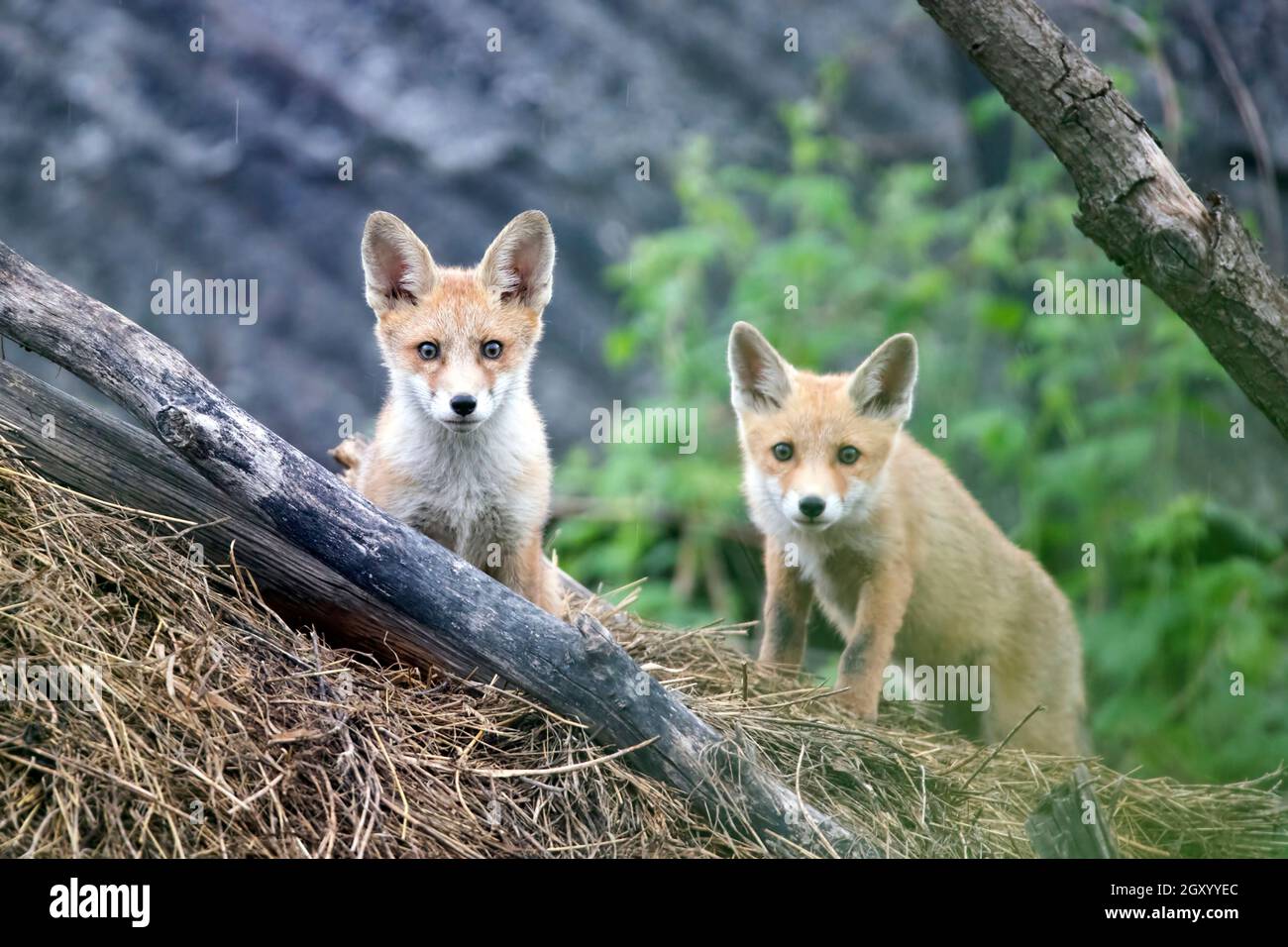Red Fox (Vulpes vulpes) cubs on a hay stack Stock Photo - Alamy