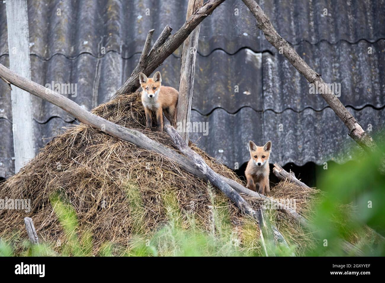 Red Fox (Vulpes vulpes) cubs on a hay stack Stock Photo - Alamy
