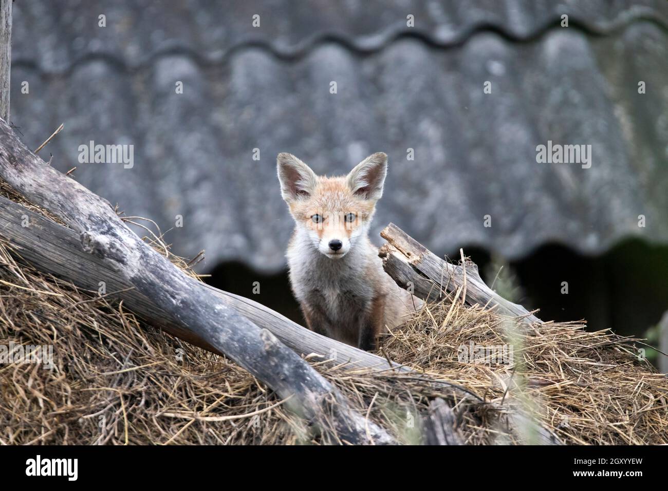 Red Fox (Vulpes vulpes) cub on a hay stack Stock Photo - Alamy