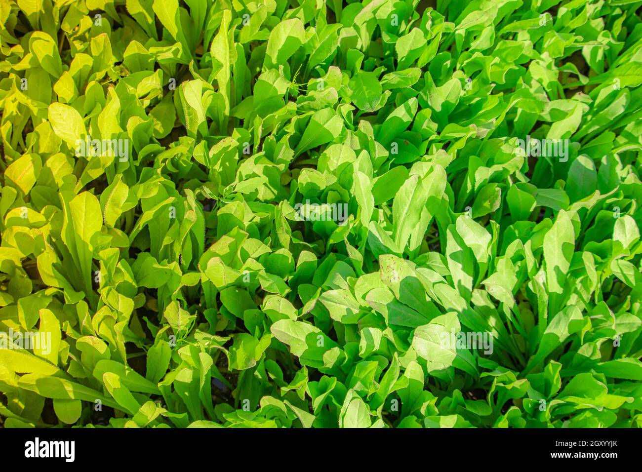 Close-up of Organic Improved Thai Hybrid Variety small Spinach Crop ...