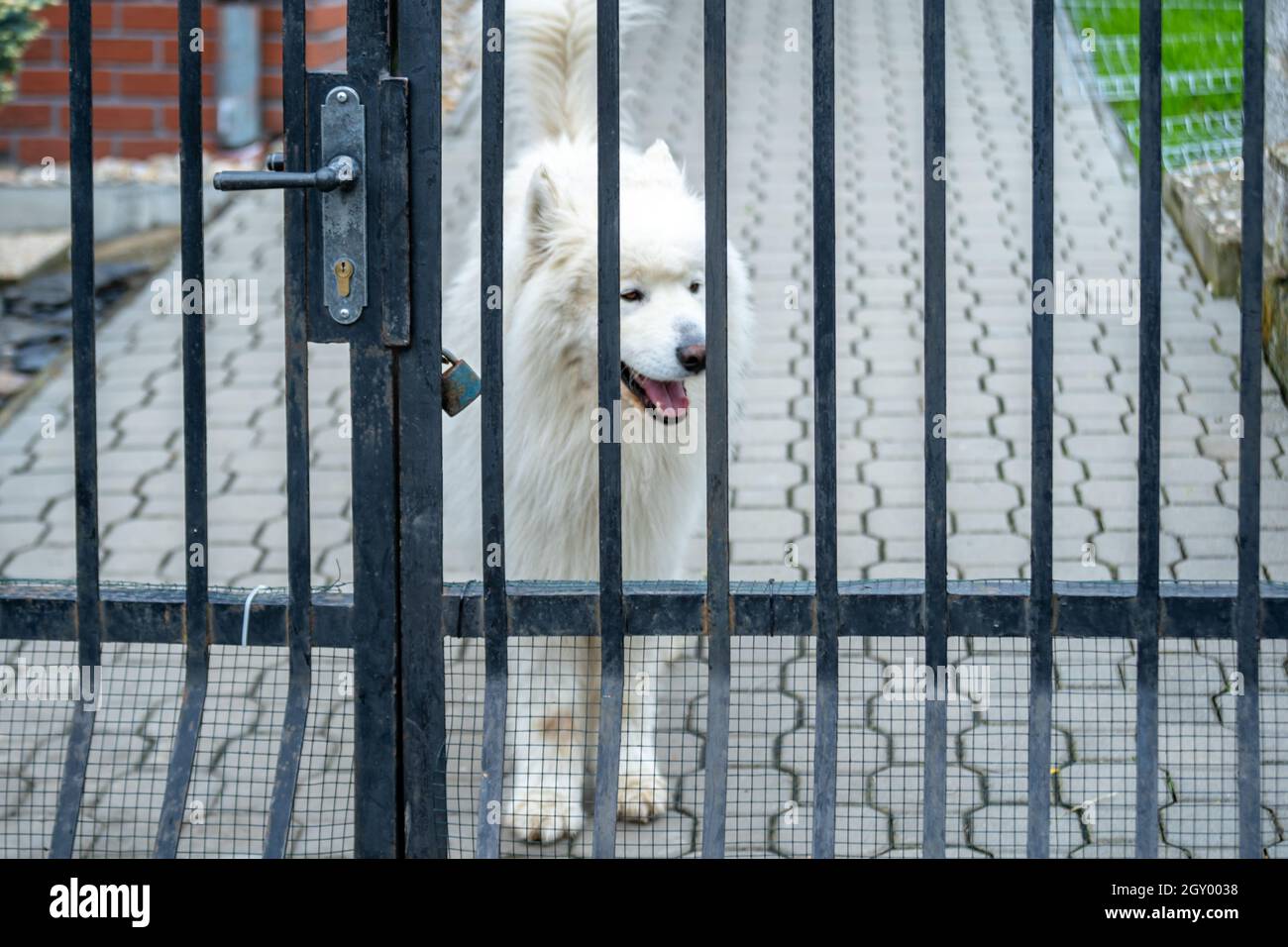 dog behind the fence at the family house Stock Photo - Alamy
