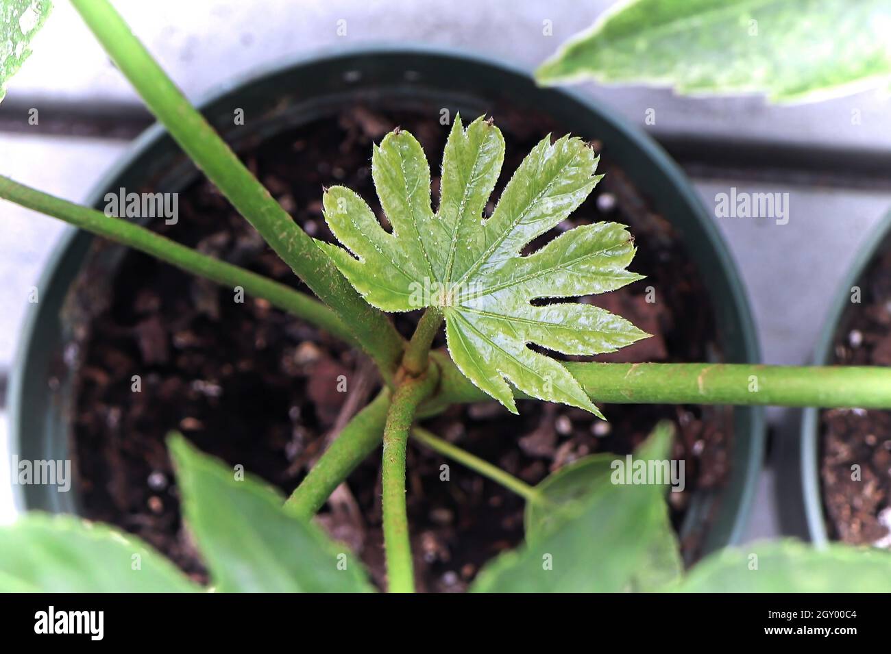 Macro of new leaf growth on a Spider Web plant Stock Photo - Alamy