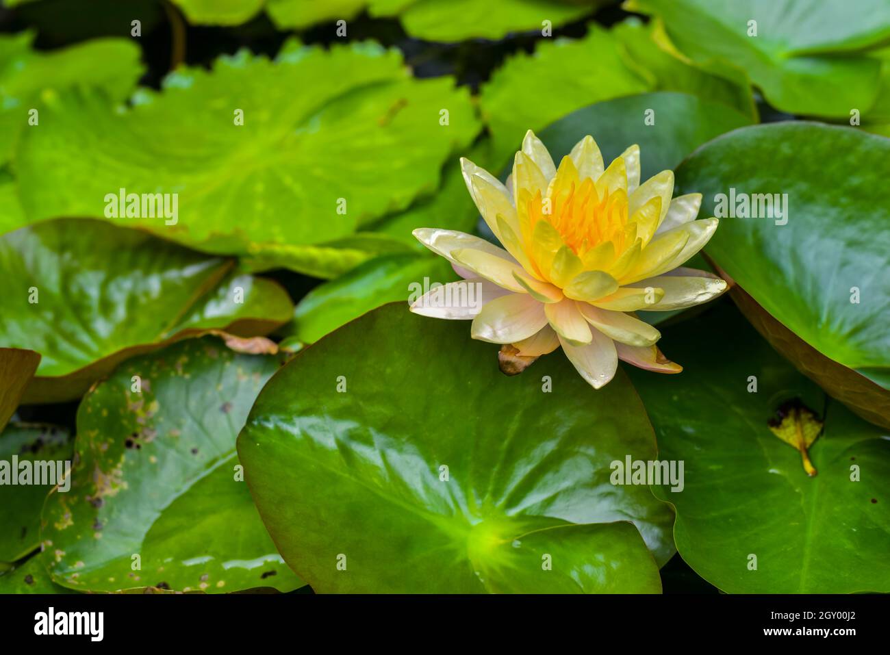 Lotus the lovely water lily Stock Photo - Alamy