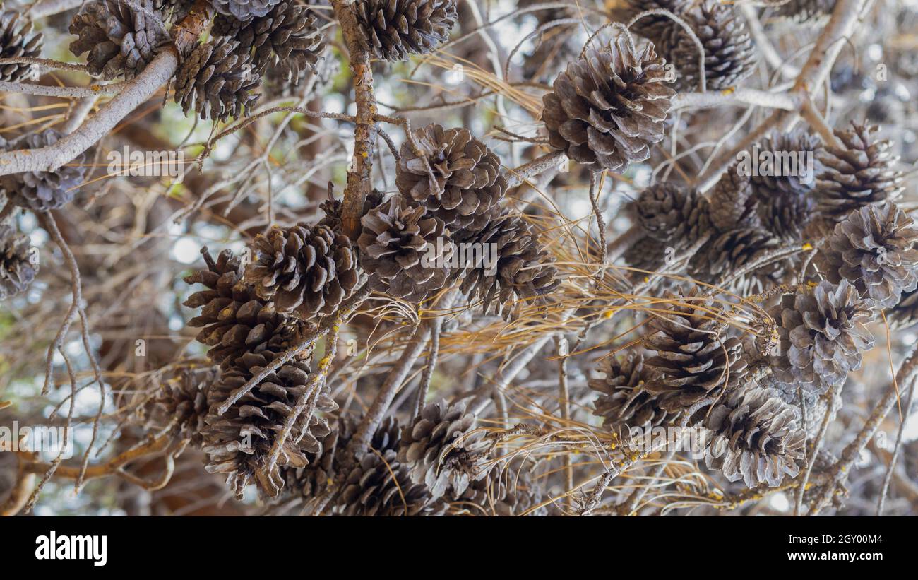 Burnt pine cones hi-res stock photography and images - Alamy