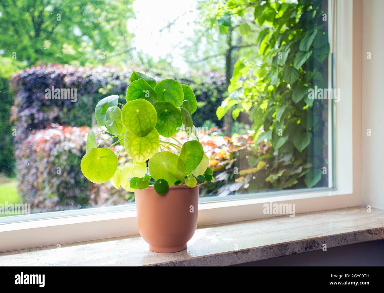 Indoor plant Chinese money tree, Pilea peperomioides green house plant ...