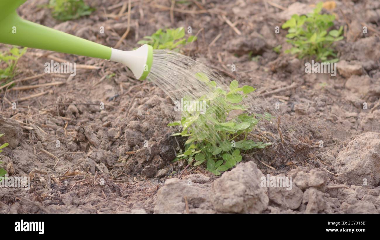 Growing to learn sprouts watered from a watering canto plant tree ...