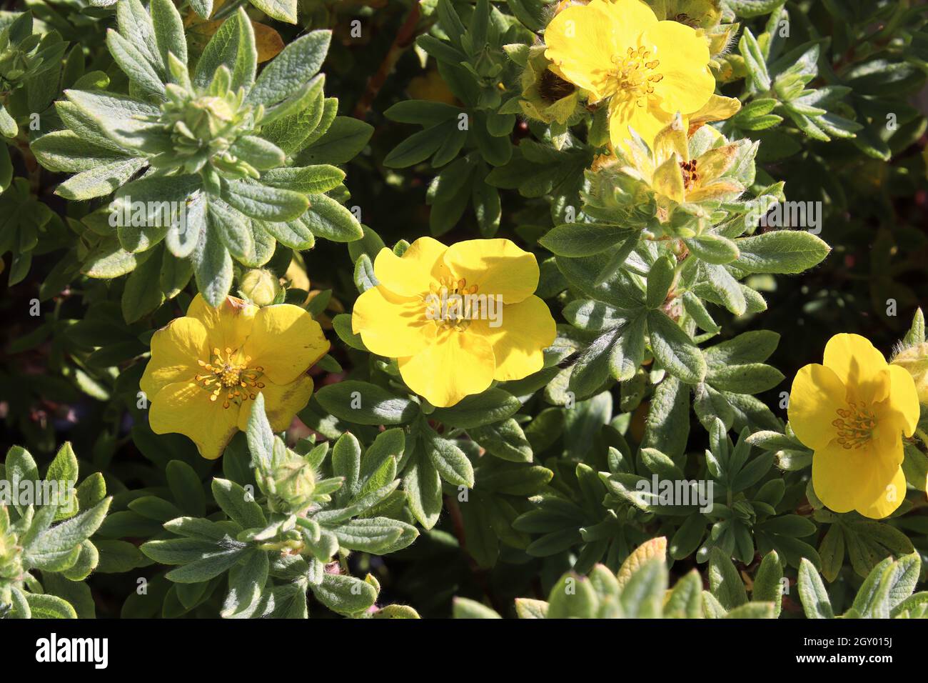 Closeup of yellow potentilla shrub flowers in summer Stock Photo - Alamy