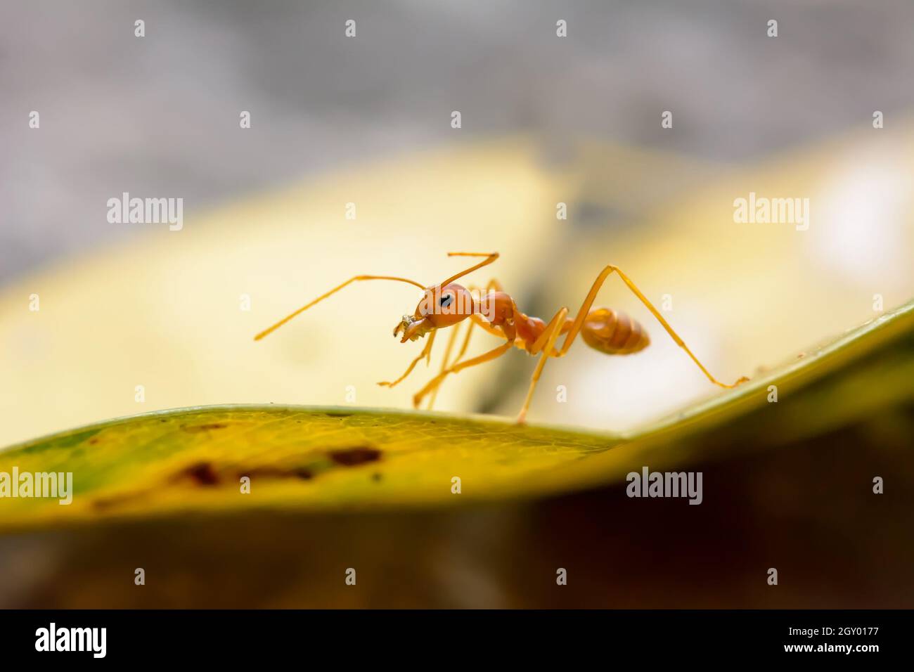 Single red ant alone hi-res stock photography and images - Alamy