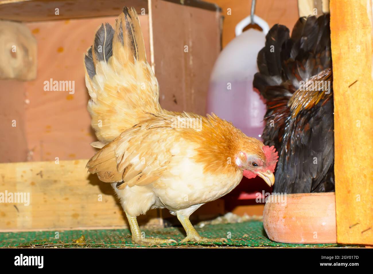 The hen eating food in the coops Stock Photo - Alamy