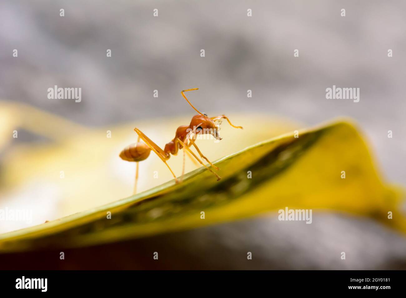 Single red ant alone on the leaves Stock Photo - Alamy