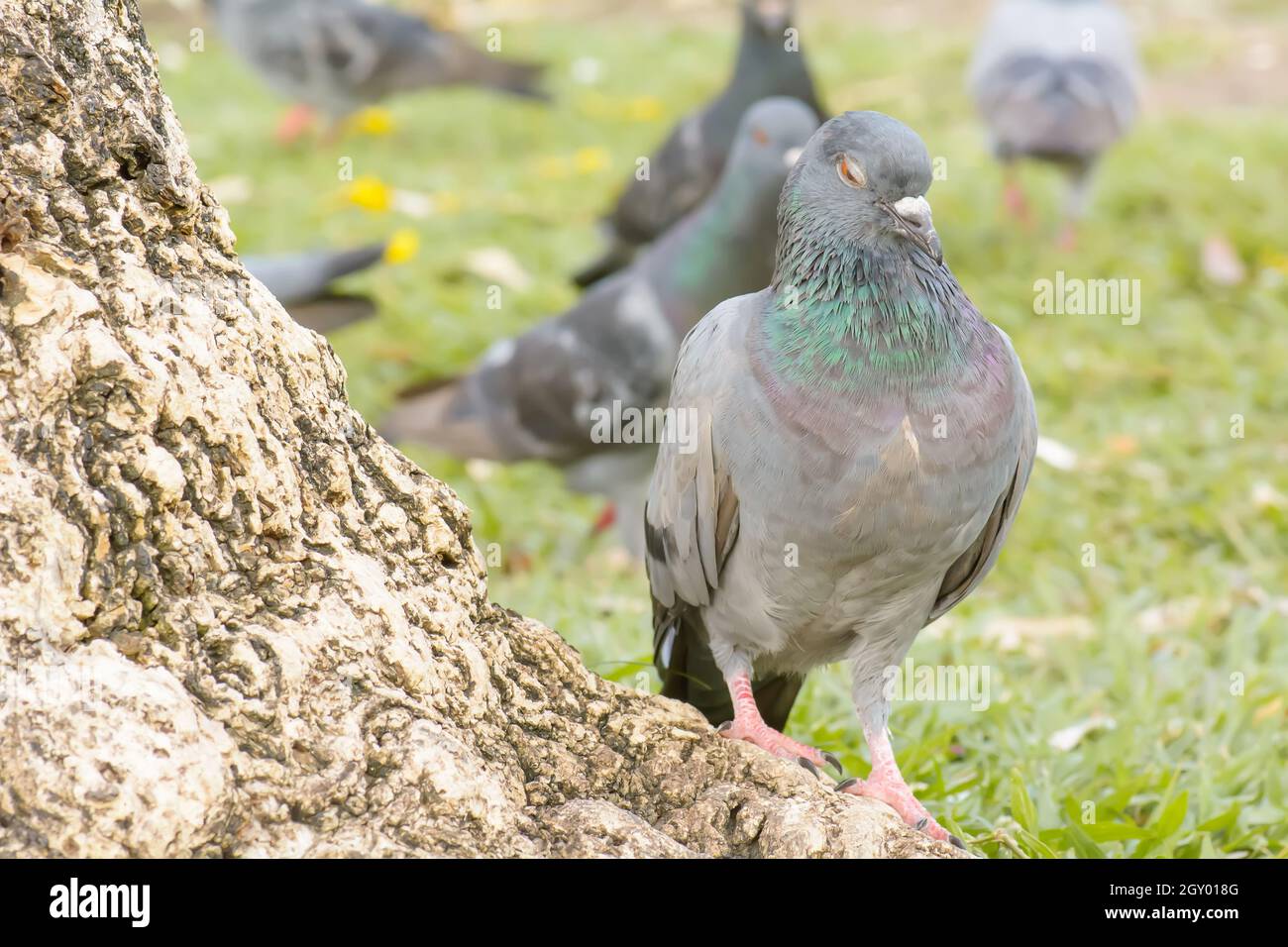 The pigeon standing under a big tree Stock Photo - Alamy