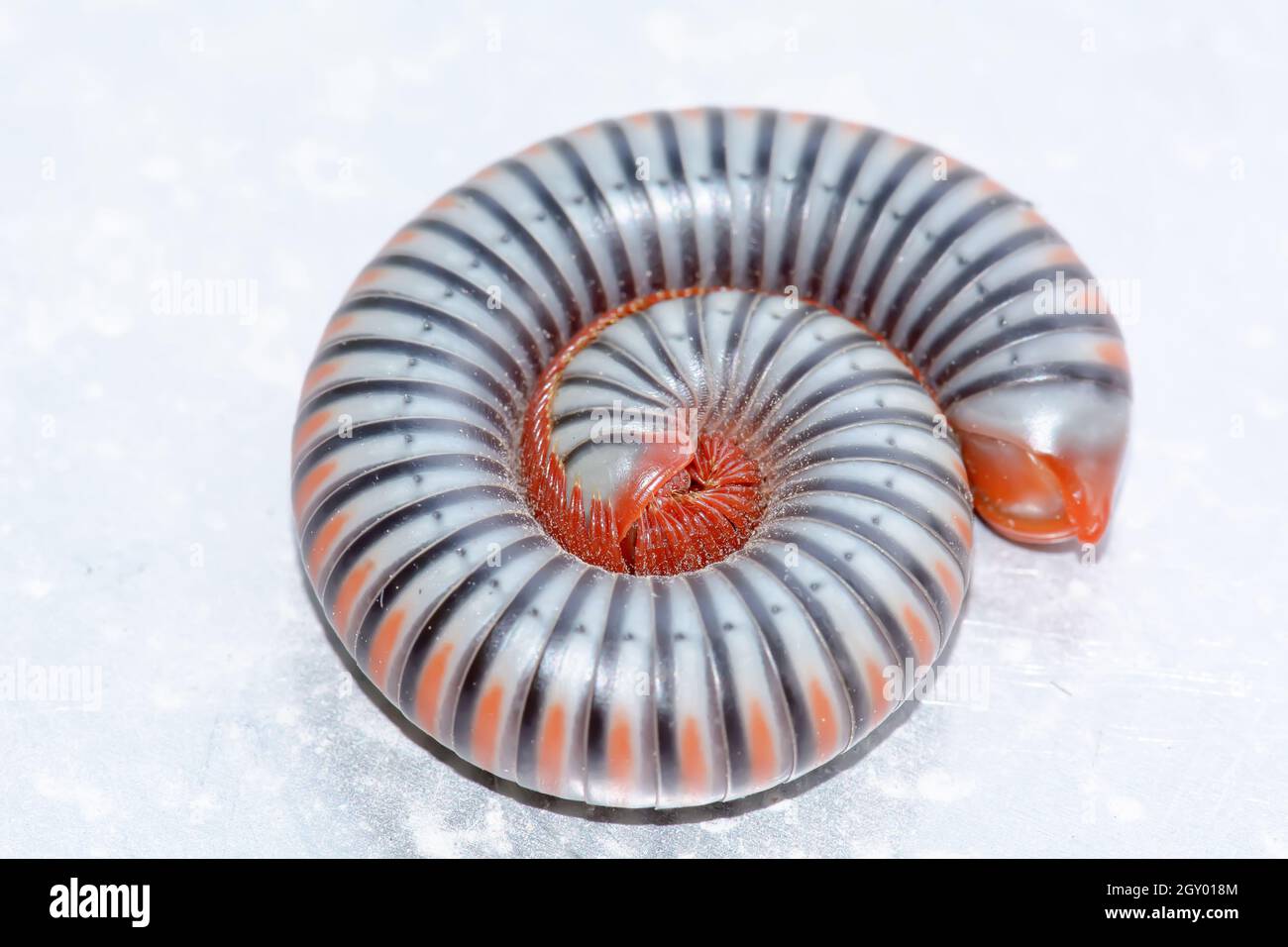 Millipede on floor hi-res stock photography and images - Alamy