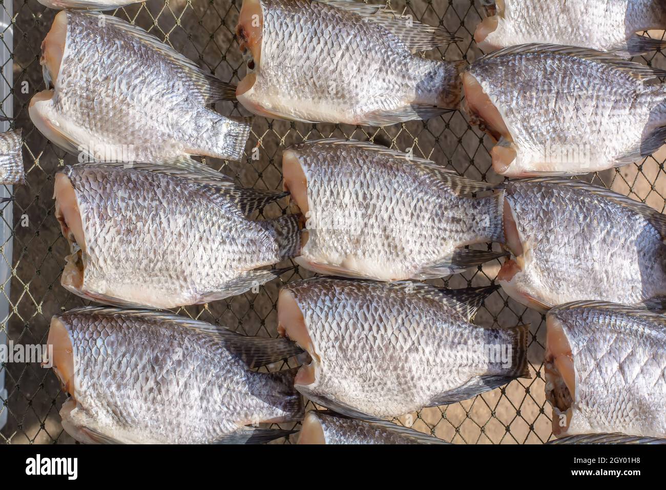 Oreochromis niloticus hi-res stock photography and images - Alamy