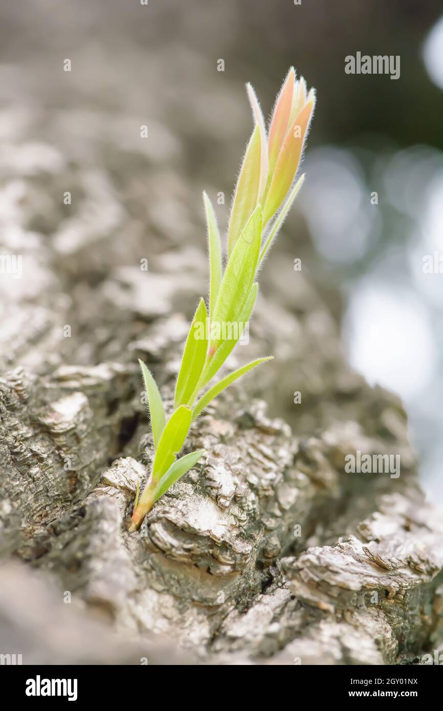 Sapling of the tree in the middle of the tree Stock Photo - Alamy