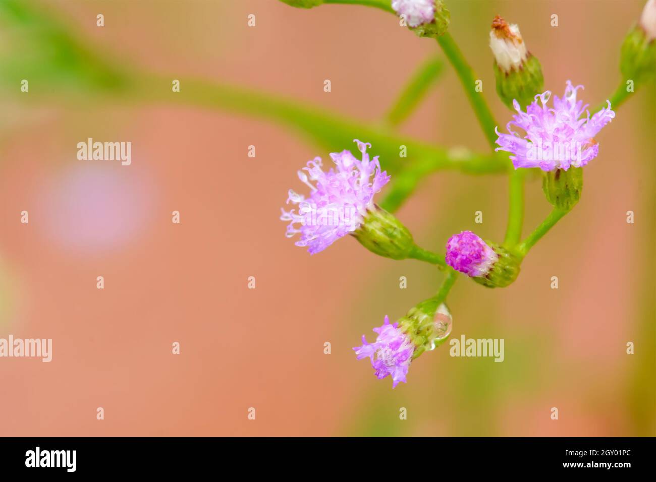 Poaceae or Gramineae many species. It is beaitiful and outstanding ...