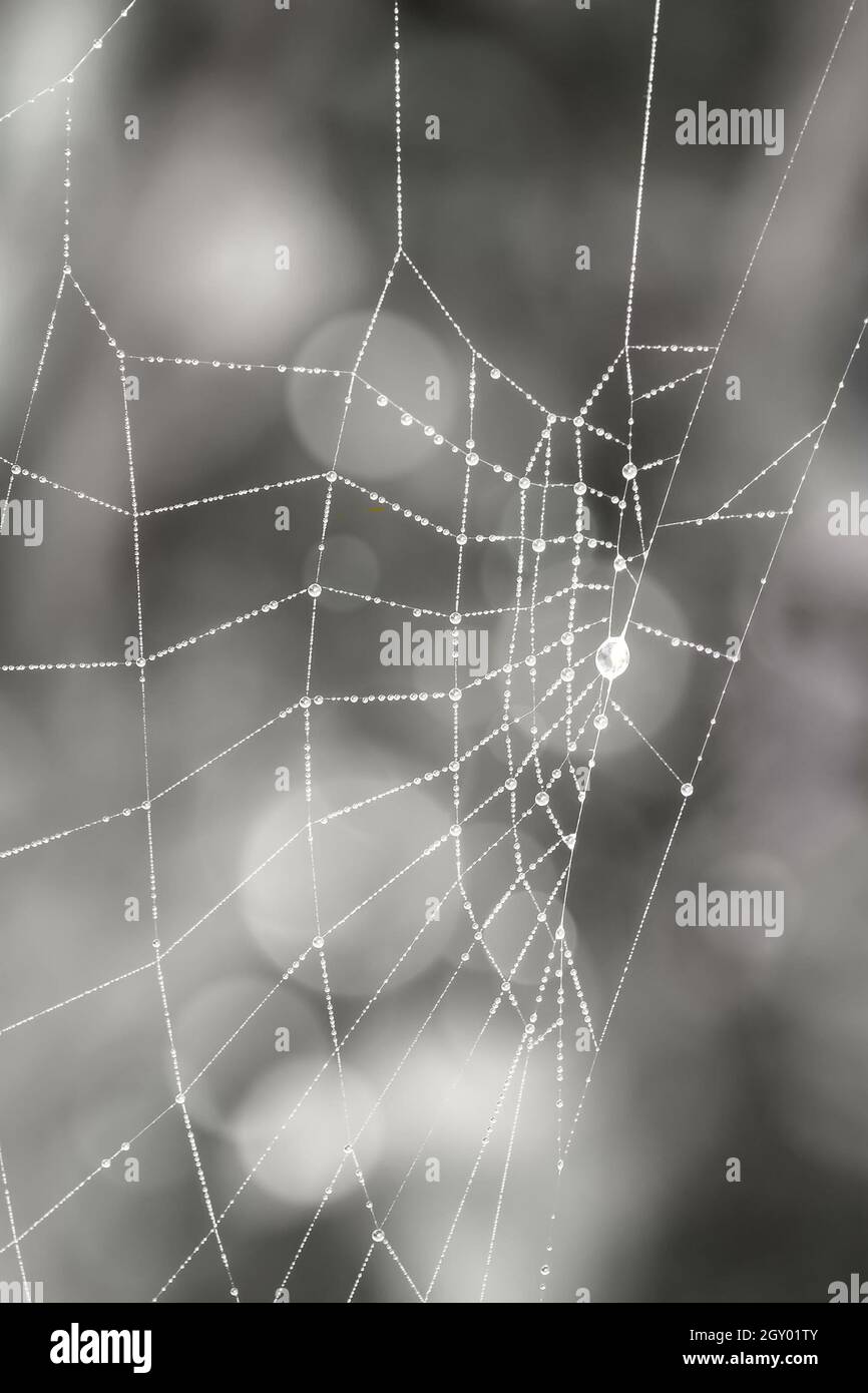 The black and white spider webs on a nature background Stock Photo - Alamy