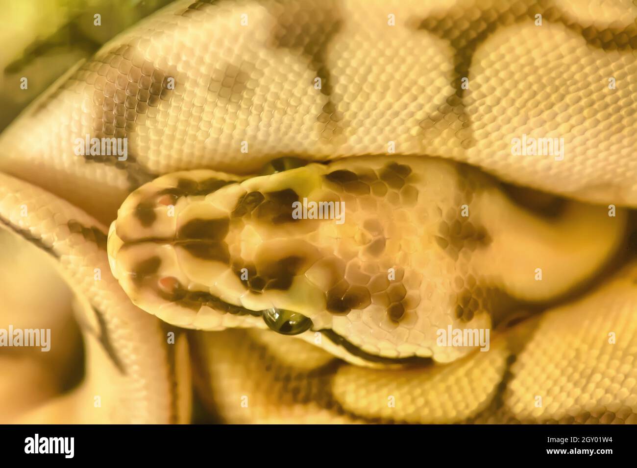 Burmese python is curled up. Its pet tame Stock Photo - Alamy
