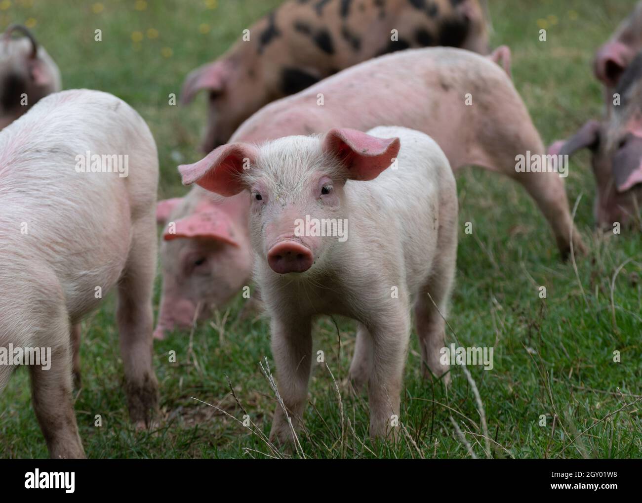 Piglet hi-res stock photography and images - Alamy