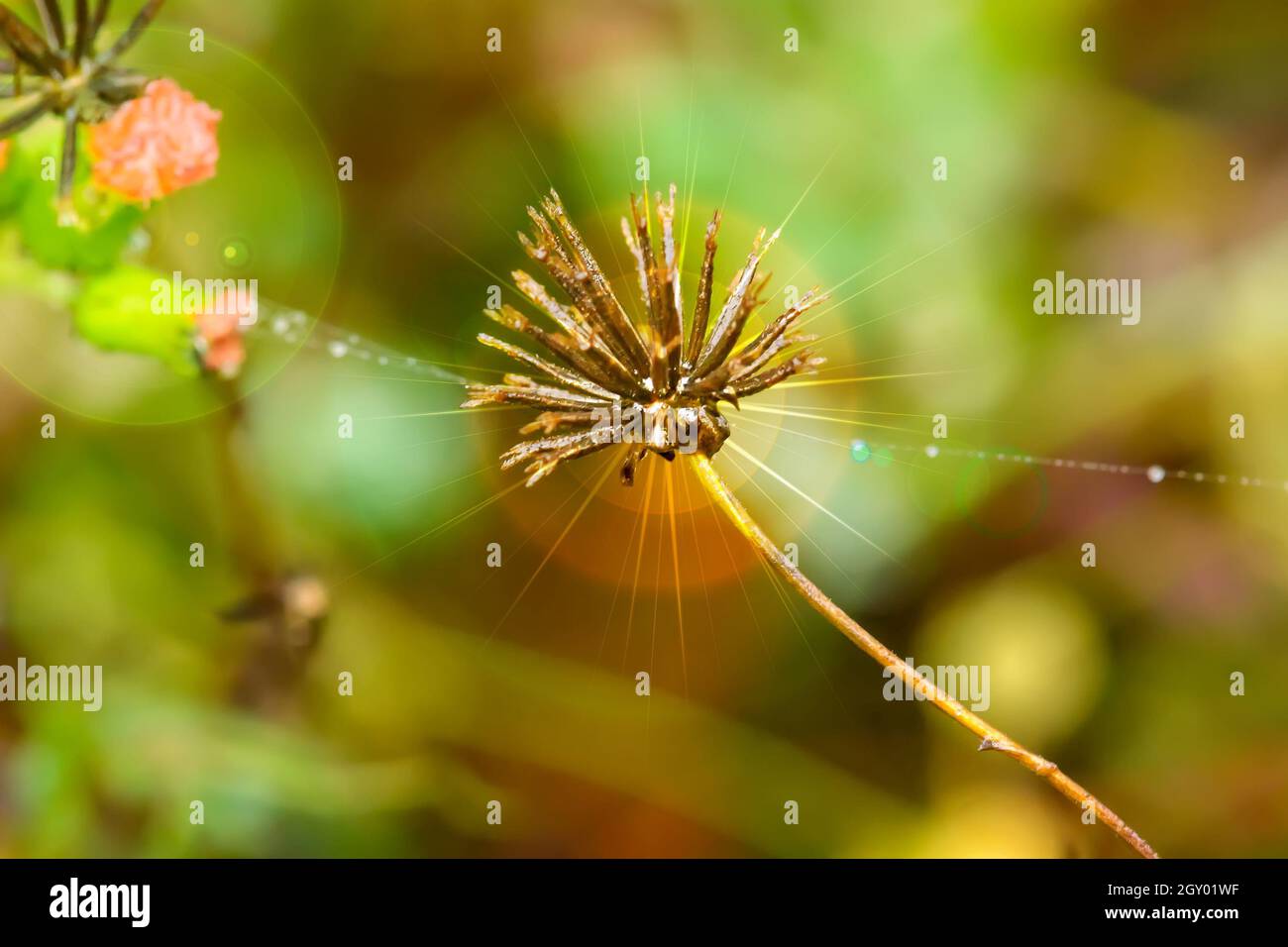 Poaceae or Gramineae many species. It is beaitiful and outstanding ...