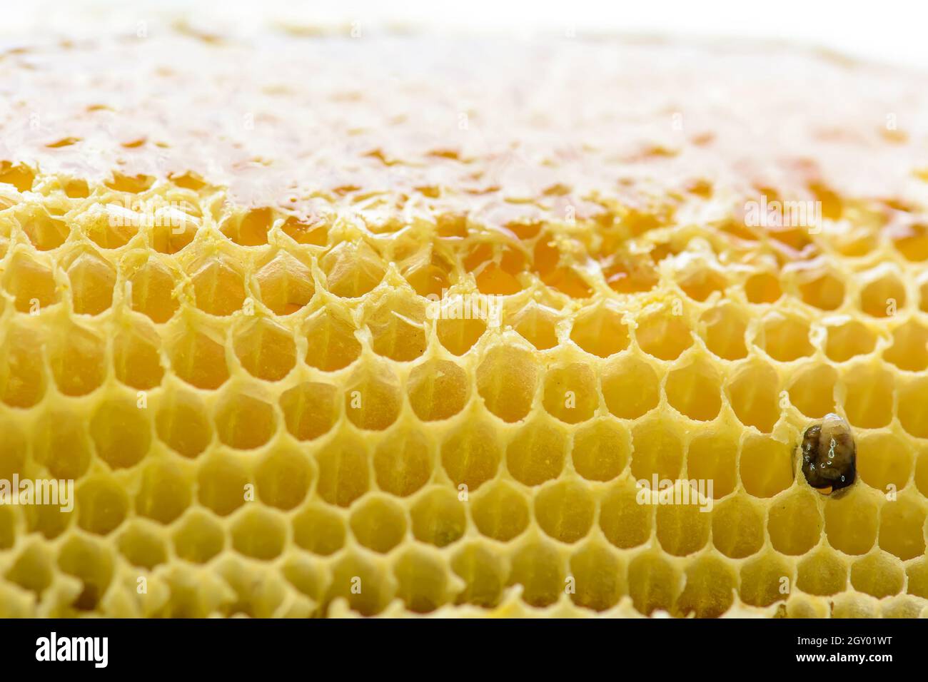 Nest of apis florea consists an embryo, adult and sweet water. Apis ...