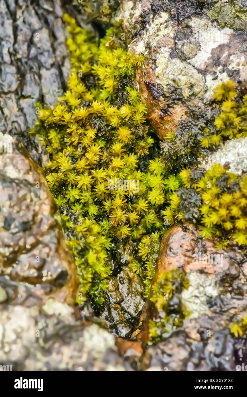 Mosses are small flowerless plants that typically grow in dense green ...