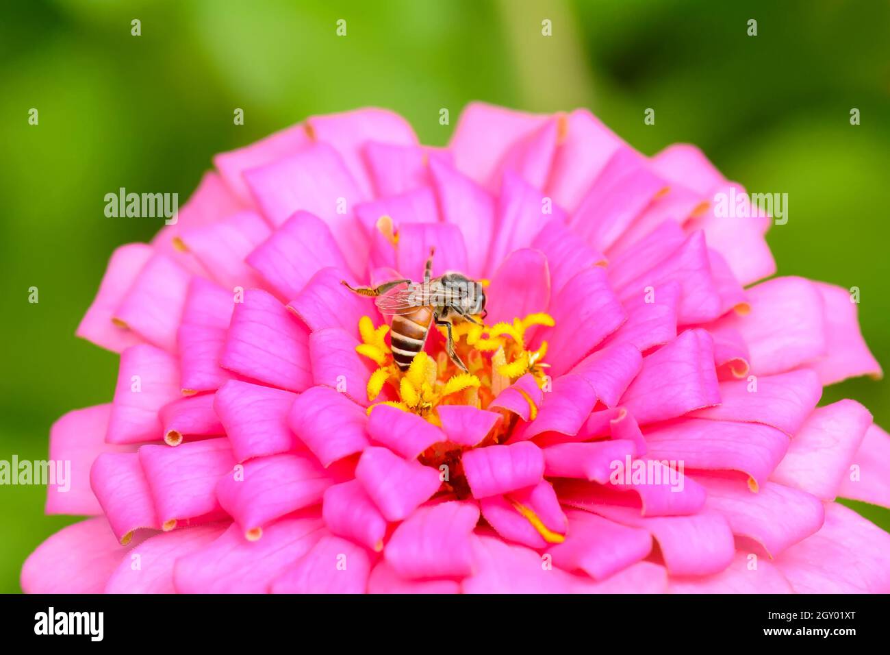 Bee eating pollen from zinnia elegans on a nature background Stock ...