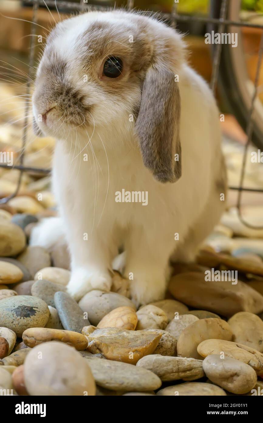 The rabbit are sitting in the rock gardens Stock Photo - Alamy
