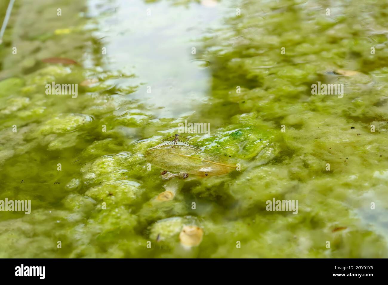 Breeding on the water hi-res stock photography and images - Alamy