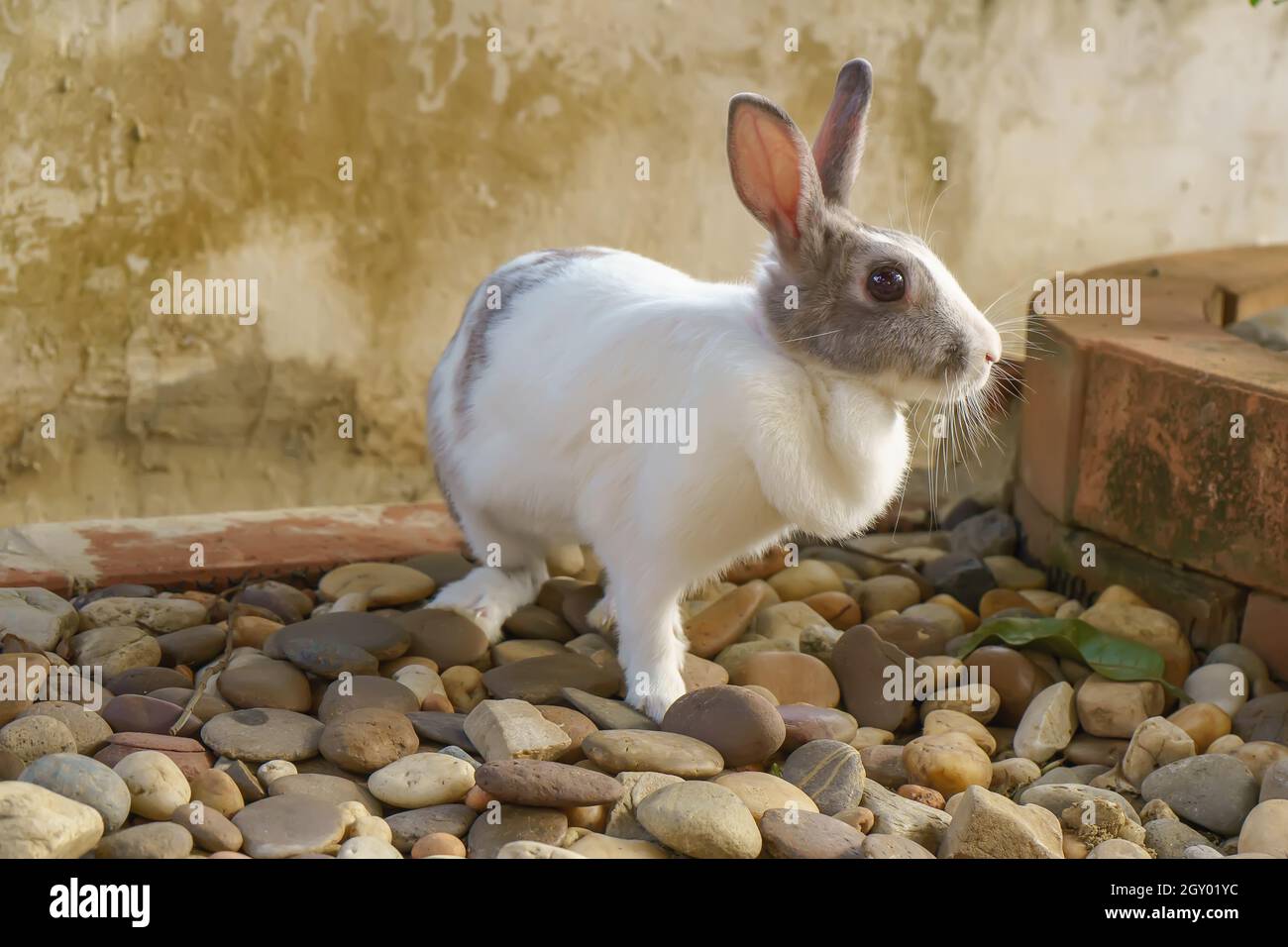 The rabbit are sitting in the rock gardens Stock Photo - Alamy