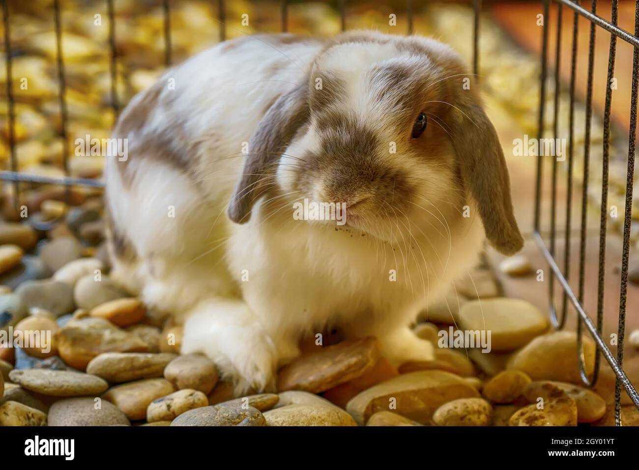 The rabbit are sitting in the rock gardens Stock Photo - Alamy